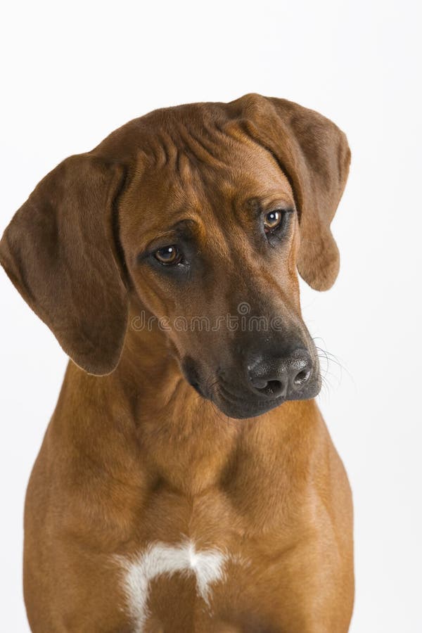 Rhodesian Ridgeback Female Portrait Stock Image - Image of domestic ...