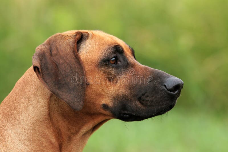 Rhodesian Ridgeback Female Portrait Stock Image - Image of domestic ...