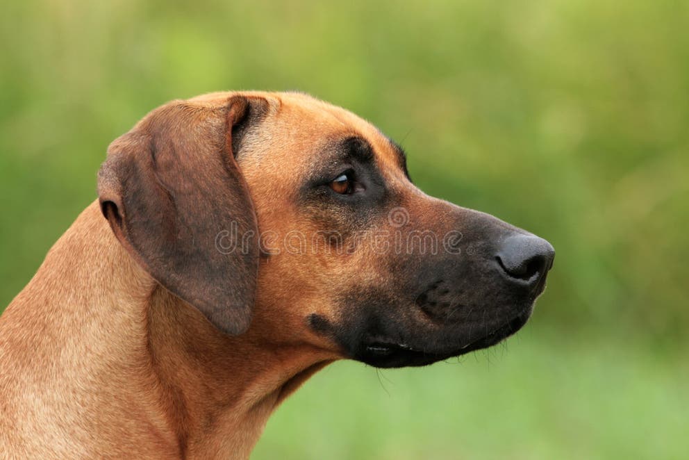 Rhodesian Ridgeback Female Portrait Stock Image - Image of domestic ...