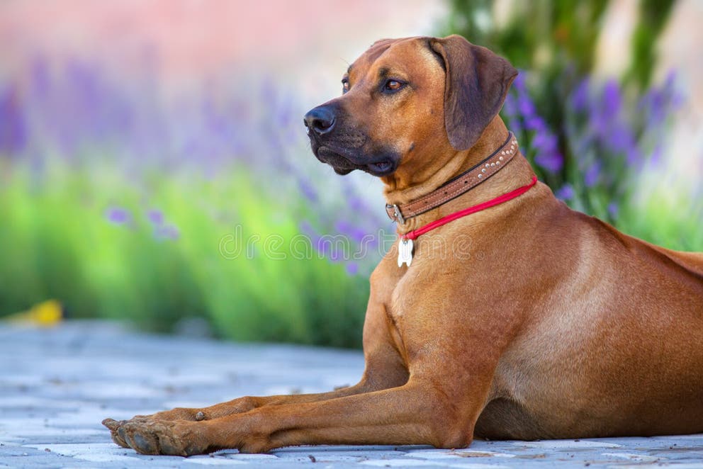 Rhodesian Ridgeback in Flowers Stock Image - Image of rhodesian ...