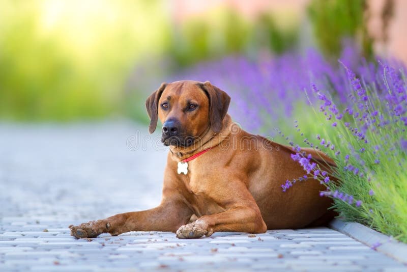 Rhodesian Ridgeback in Flowers Stock Photo - Image of animal, head ...