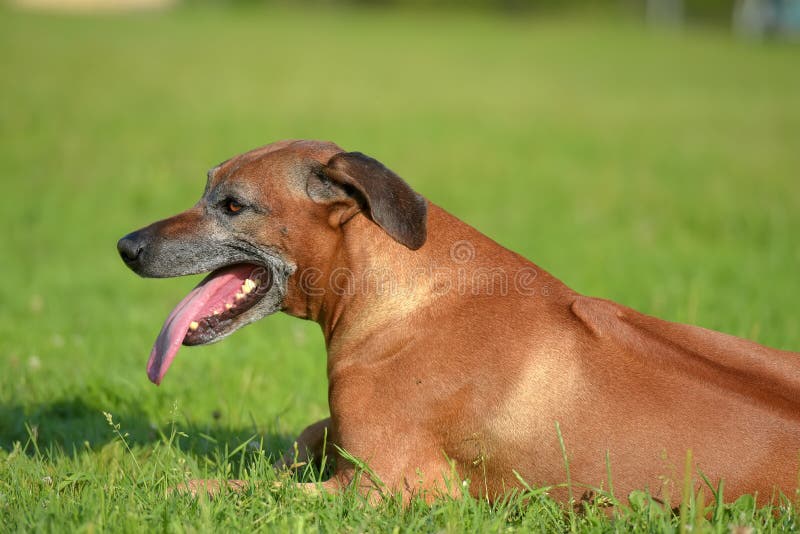 Rhodesian Ridgeback with a Gray Muzzle Stock Photo - Image of head ...