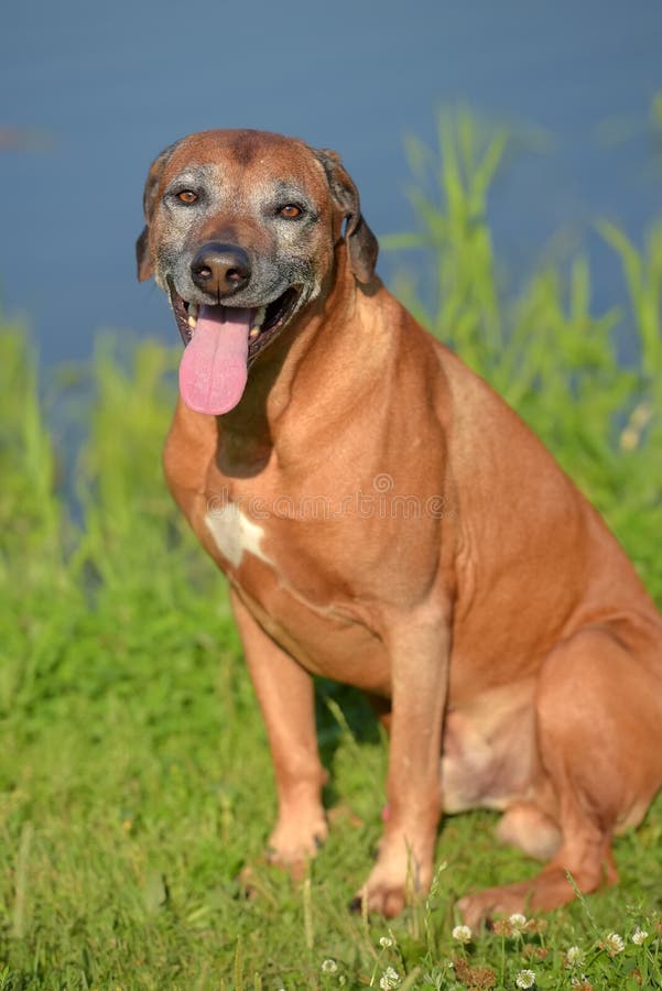 Rhodesian Ridgeback with a Gray Muzzle Stock Image - Image of female ...