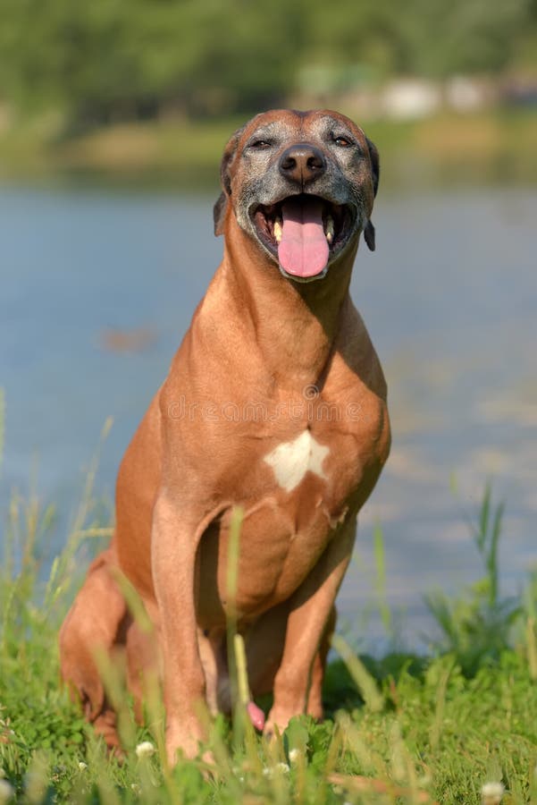 Senior Rhodesian Ridgeback Male Stock Photo - Image of length, alert ...