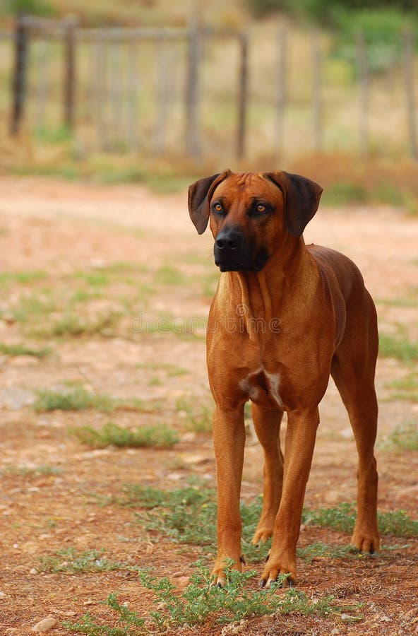 Are Rhodesian Ridgebacks Hypoallergenic