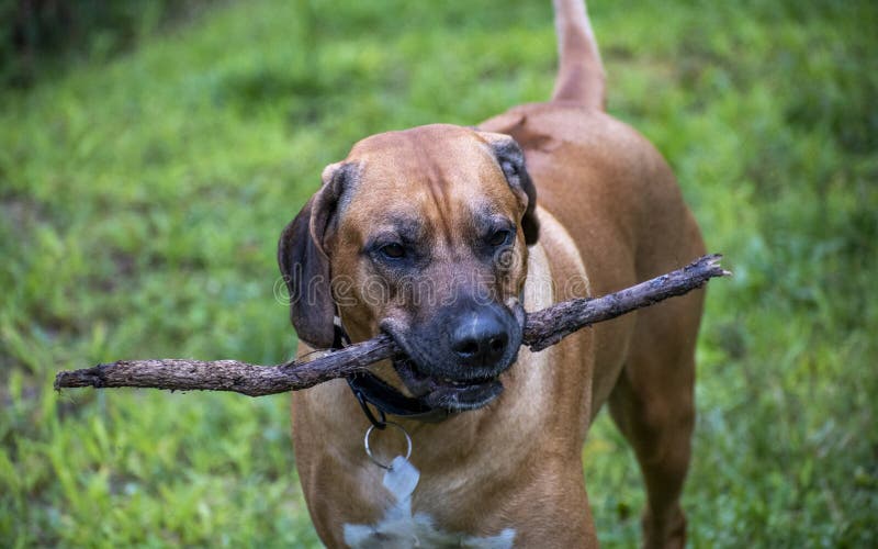 A Rhodesian Ridgeback Holding a Stick in His Mouth. Stock Photo - Image ...