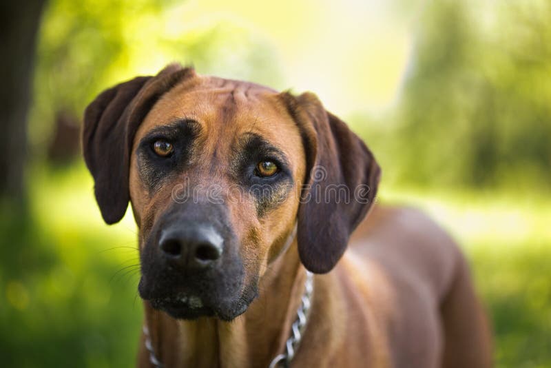 Hond (Rhodesian Ridgeback) En Hun Familie Stock Foto - Image of ouders ...