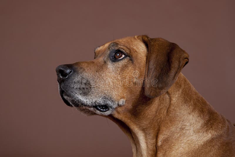 Rhodesian Ridgeback Hound Dog Stock Image - Image of eyes, portrait ...