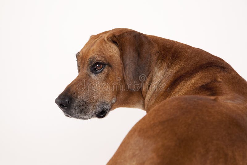 Rhodesian Ridgeback Hound Dog Stock Image - Image of liondog, green ...
