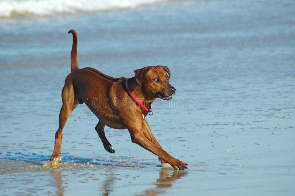 Rhodesian Ridgeback Hound Dog Stock Image - Image of running, hound ...