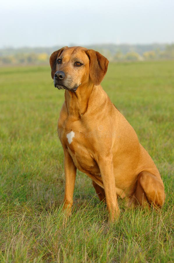 Rhodesian ridgeback Hund stockfoto. Bild von afrika, schwarzes - 8375096