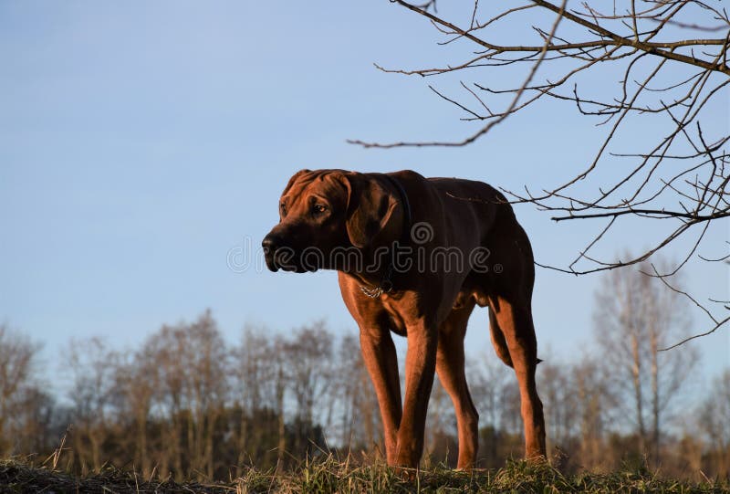 Rhodesian ridgeback stock image. Image of forest, lion - 57965929