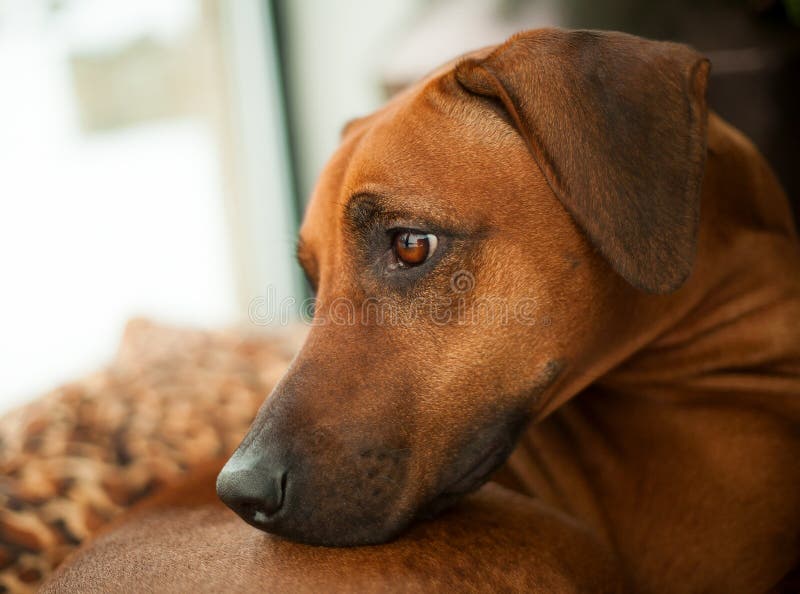 Rhodesian Ridgeback I - Cane Da Caccia - Il Cane Di LionÂ Immagine ...