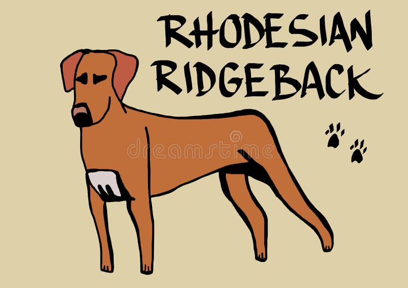 Rhodesian Ridgeback Watercolor Illustration. Stock Illustration ...
