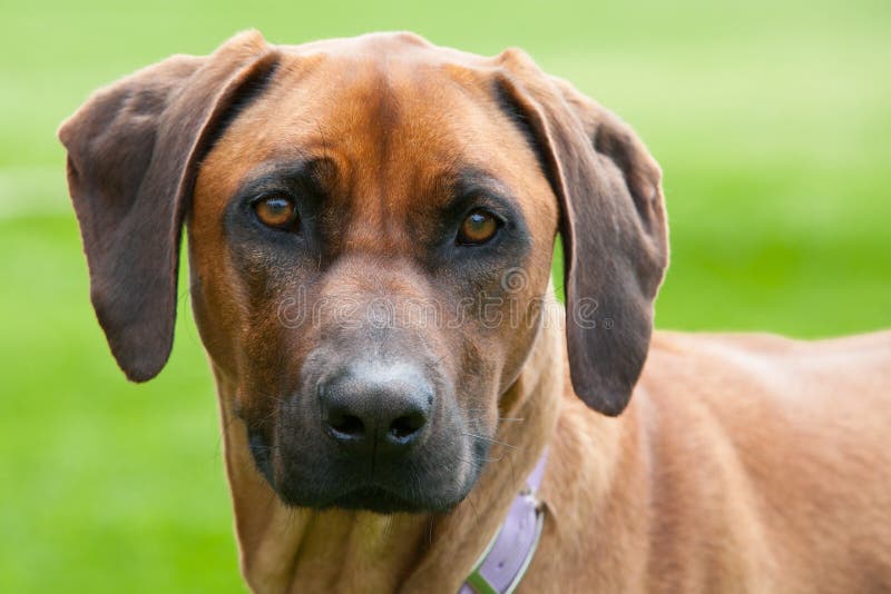 Back And Tail Of Rhodesian Ridgeback Dog Stock Image - Image of length ...