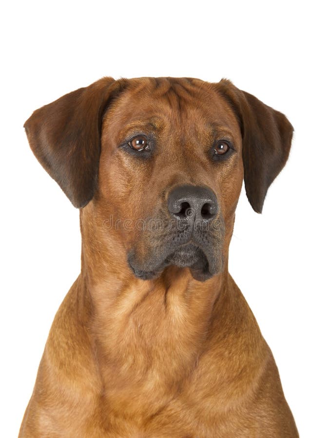 Rhodesian Ridgeback Female Dog, 5 Month Old Stock Photo - Image of ...