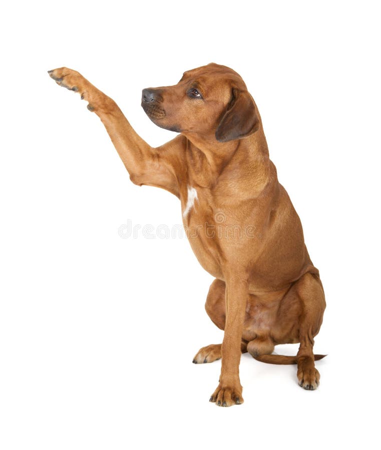 Rhodesian Ridgeback Puppy Groomed by Mother Stock Image - Image of ...