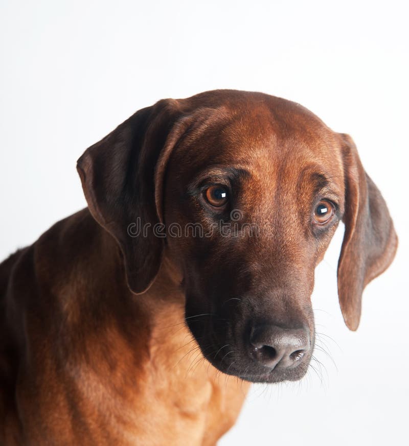 Rhodesian Ridgeback Isolated on a White Background Stock Image - Image ...