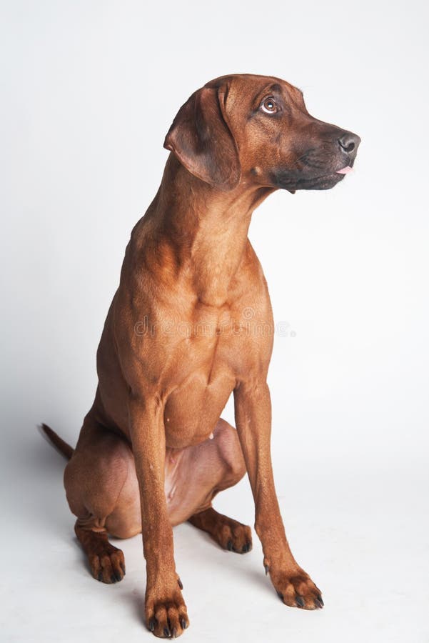 Rhodesian Ridgeback Isolated on a White Background Stock Image - Image ...