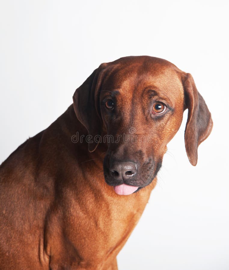 Rhodesian Ridgeback Isolated on a White Background Stock Image - Image ...