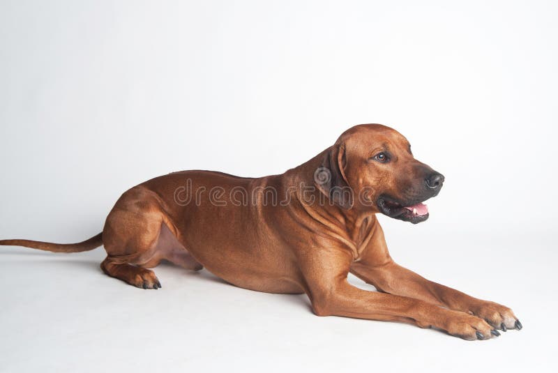 Rhodesian Ridgeback Isolated on a White Background Stock Photo - Image ...