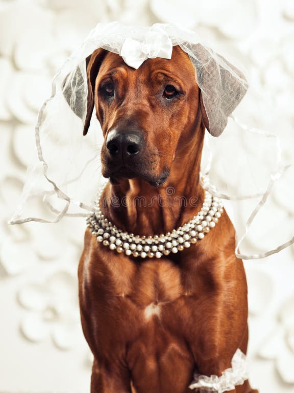 Rhodesian Ridgeback Lady-dog in Front of a Vanity Stock Photo - Image ...