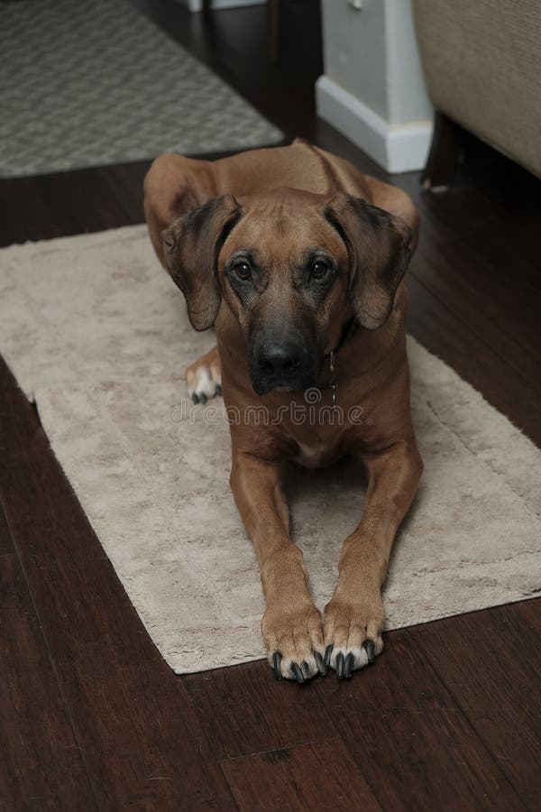 Rhodesian Ridgeback Laying Down Looking at Camera Indoors Stock Image ...