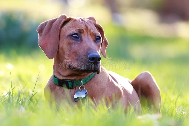 Rhodesian ridgeback stock image. Image of friend, young - 30731359