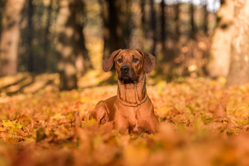 Rhodesian Ridgeback is Laying on the Ground. Stock Photo - Image of ...