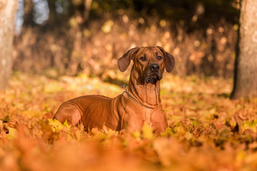 Rhodesian Ridgeback is Laying on the Ground. Stock Image - Image of ...