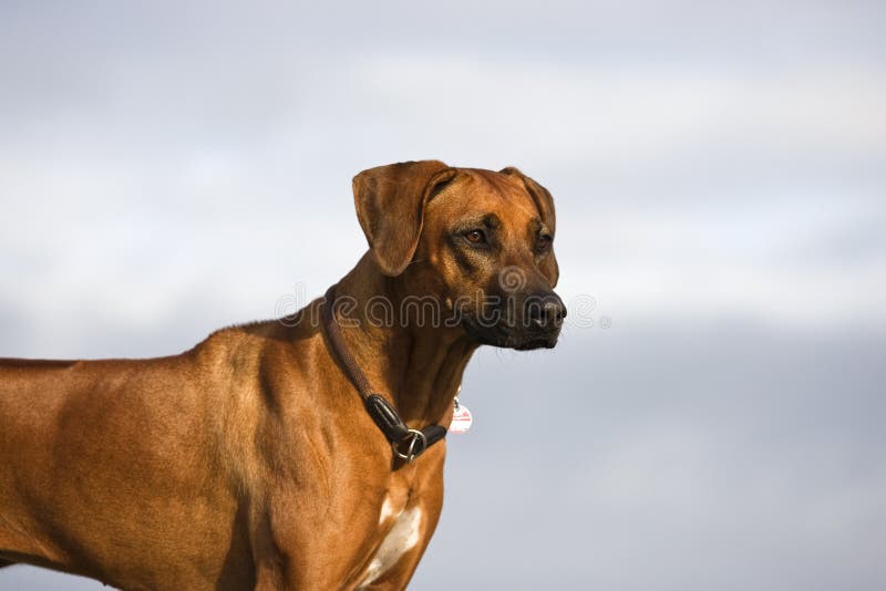 Rhodesian Ridgeback Female stock image. Image of domestic - 34569373