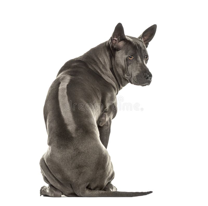 Rhodesian Ridgeback (3 Years Old) Stock Photo - Image of purebred ...