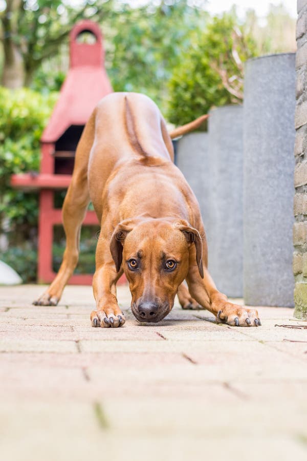 Rhodesian Ridgeback with Puppies Stock Photo - Image of female, mammal ...