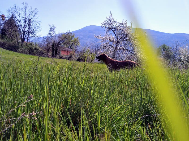 Rhodesian Ridgeback Looks for Its Master Stock Photo - Image of leaf ...