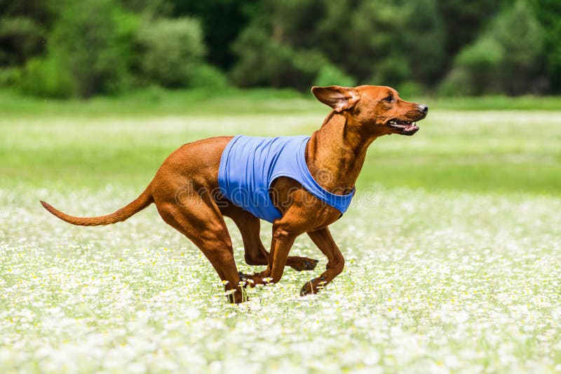 Rhodesian Ridgeback Lure Coursing Competition Stock Photo - Image of ...