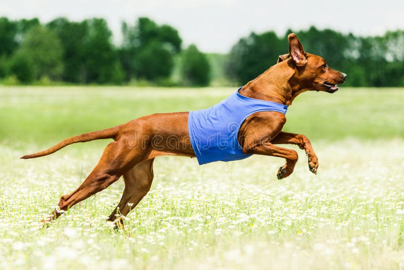 Rhodesian Ridgeback Lure Coursing Competition Stock Image - Image of ...