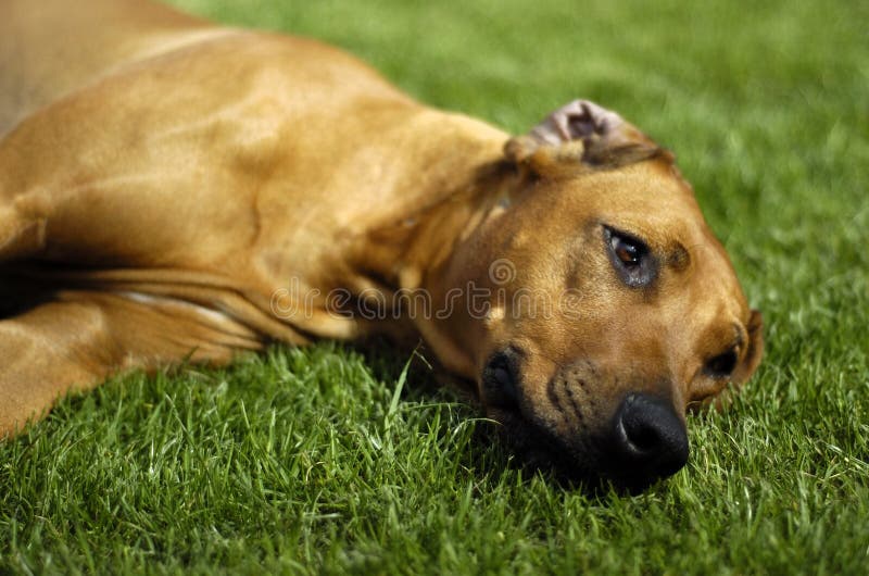 Rhodesian ridgeback lying stock image. Image of garden - 2373223