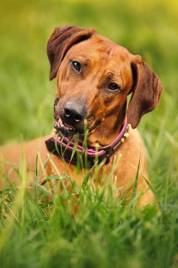 Rhodesian Ridgeback Dogs Playing In Summer Stock Image - Image of ...