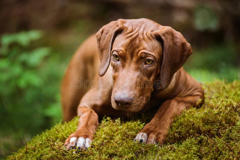 Rhodesian Ridgeback Lying on Moss in the Forest Stock Image - Image of ...