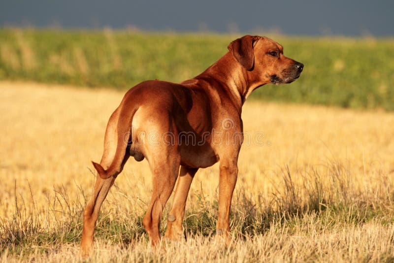 Rhodesian Ridgeback Male Royalty Free Stock Photography - Image: 11349437