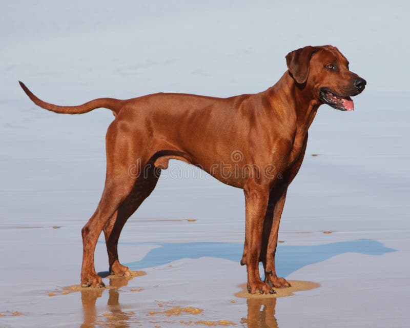 Rhodesian Ridgeback male stock photo. Image of indian - 24841138