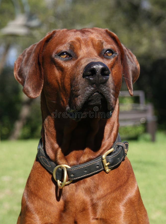 Rhodesian Ridgeback male stock photo. Image of rhodesian - 24841212