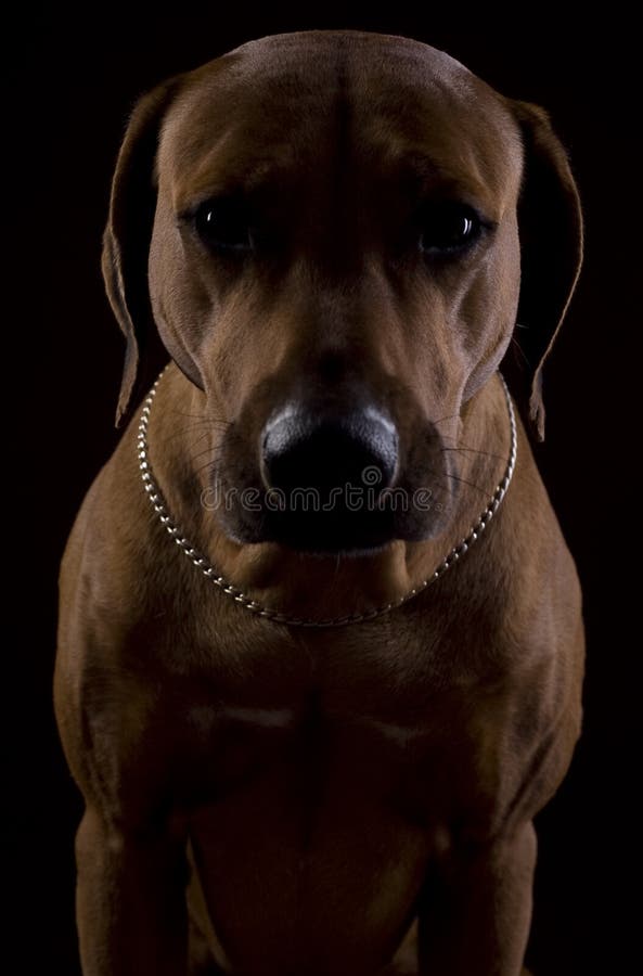 1,233,000+ Collar dog isolated rhodesian ridgeback Free Stock Photos ...
