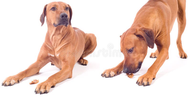 Rhodesian Ridgeback Male Dog, Obiedent Stock Image - Image of dogs ...