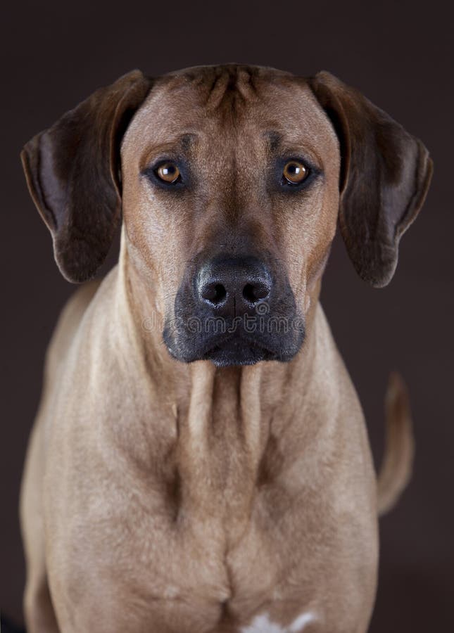 Rhodesian Ridgeback Male Dog Stock Photo - Image of sheepdog, hair ...