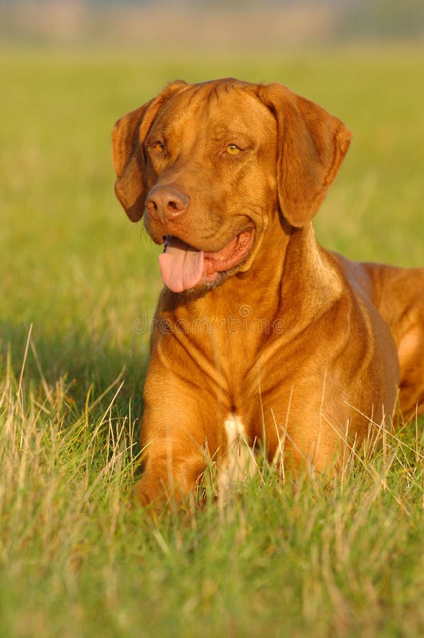 Happy Cute Rhodesian Ridgeback Dog in the Spring Field Stock Image ...