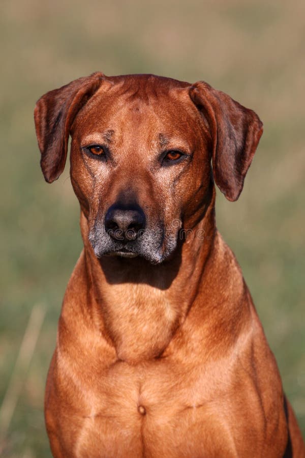 Rhodesian Ridgeback Male Portrait Stock Photo - Image of animals, faces ...