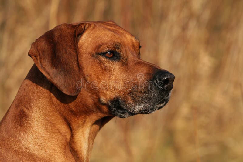Rhodesian Ridgeback Portrait Stock Photo - Image of beautiful, dogs: 973752