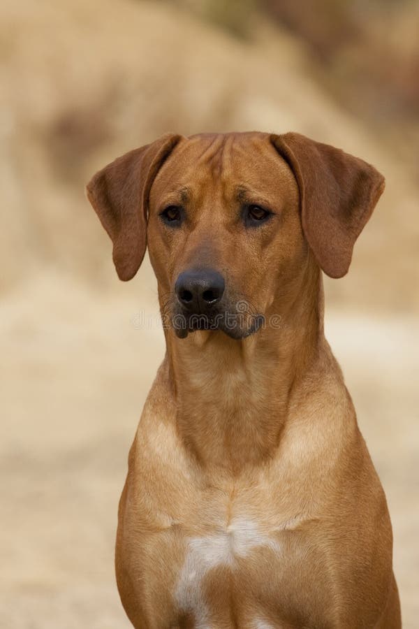 Rhodesian Ridgeback Male Portrait Stock Photo - Image of animal, head ...