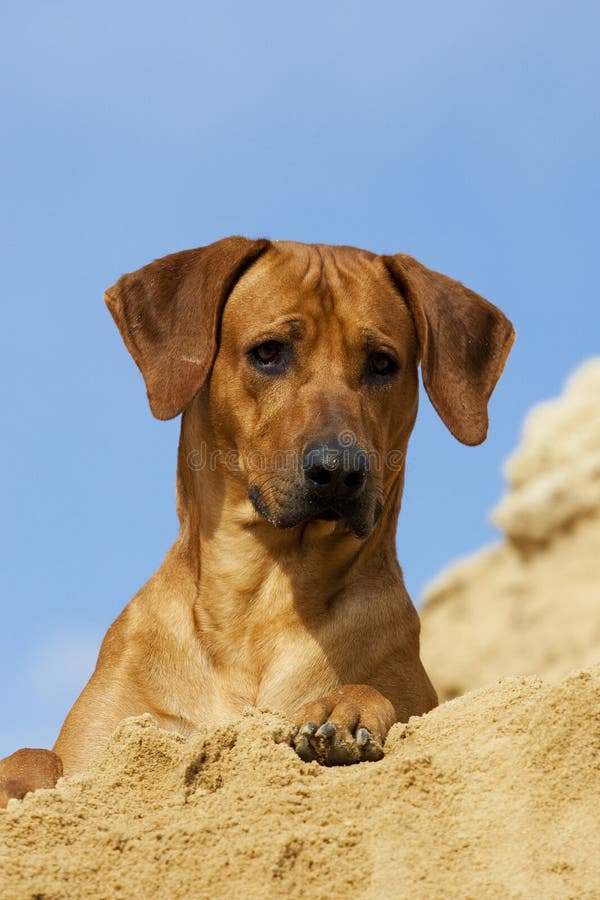 Rhodesian Ridgeback Male Portrait Stock Image - Image of expression ...